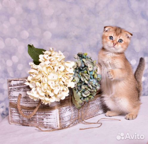 Скоттиш килт фолд