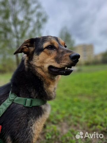 Плюша, собака в добрые руки п. Ржевка