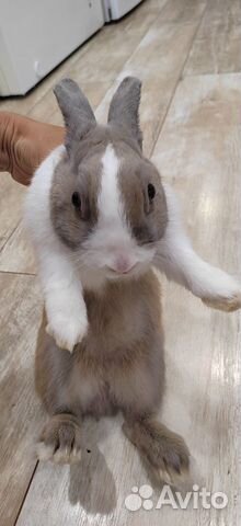 Вязка кролик