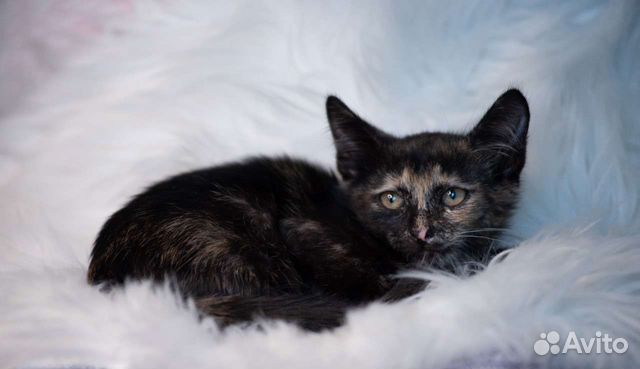 Кошка, котёнок, Шипучка в дар