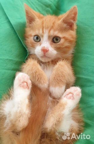 Тотоша ищет дом