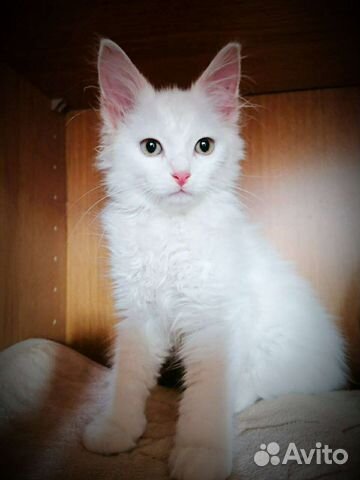 Белоснежный котик, 2 месяца