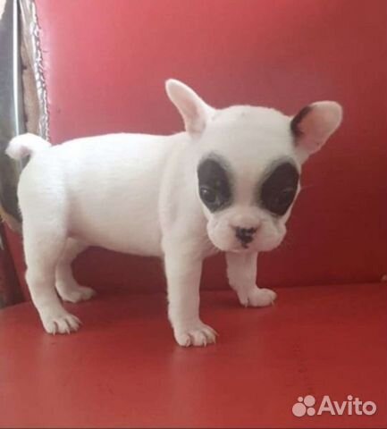 Французский бульдог