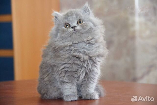 Британские котята