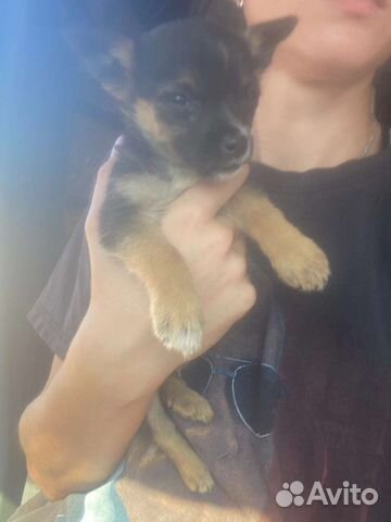 Собака в добрые руки отдам бесплатно