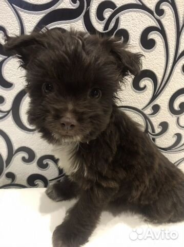 Зеленоглазое чудо