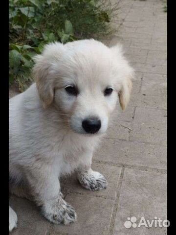 Лабрадор ретривер щенок