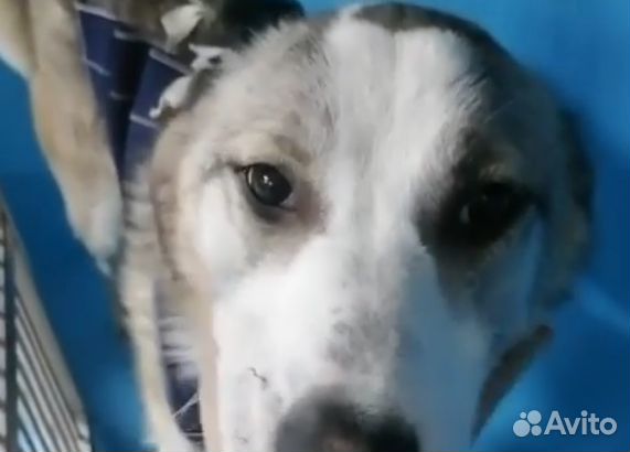 Собачке Бусе нужен дом