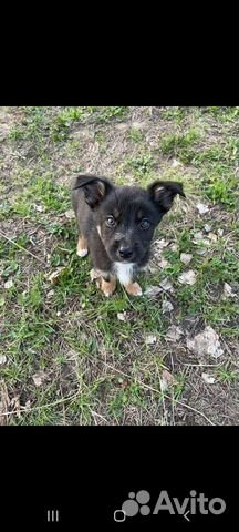 Девочкам нужен дом