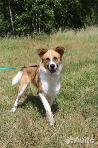 Сбили и оставили помирать. Но Веснушка выжила