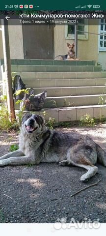 Алабай