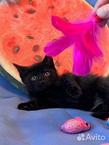 Малышка Молли 2 месяца в добрые руки