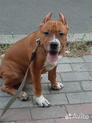 Стаффордширский терьер