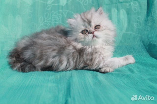 Софи. Персидская девочка