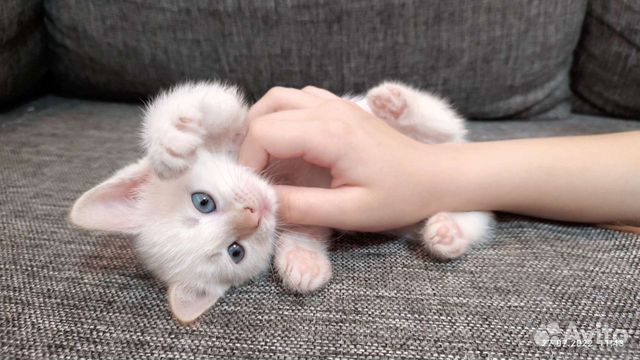 Котята Тайские кремовые