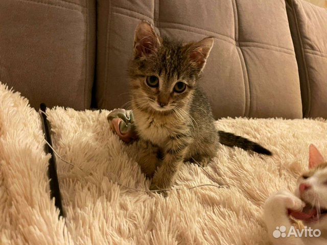 Маленькая озорная девочка котенок ищет дом