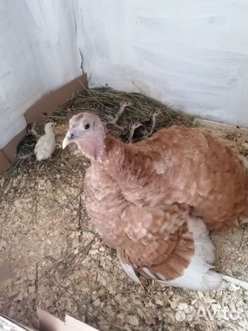 Индюки индюшки индейки