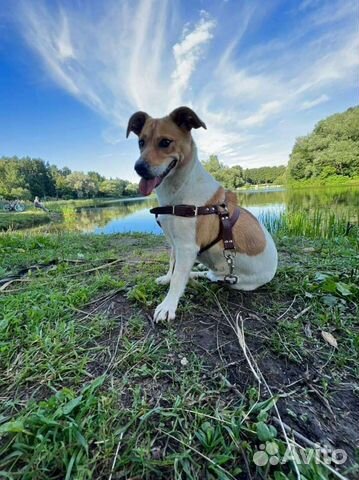 Небольшая собака в добрые руки