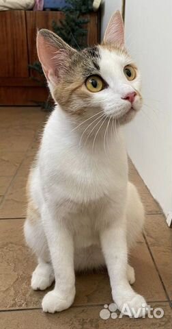 Кошечка ищет дом и заботливую семью