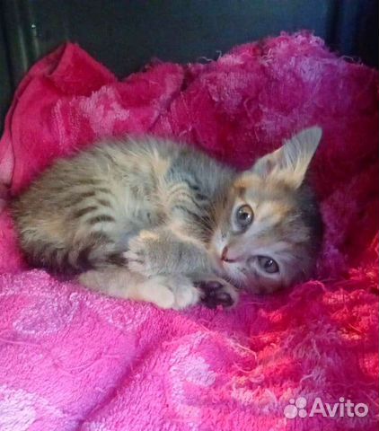 Кото-малышке приходится сидеть в переноске