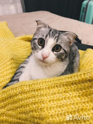 Кошка 3 года