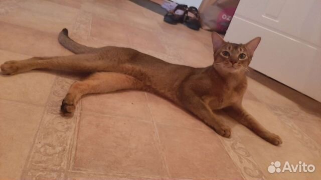 Абиссинский кот найден