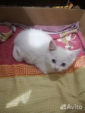 Котенок белый девочка