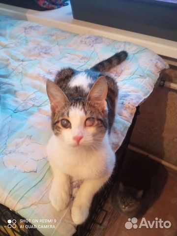 Неужели слепой котёнок не достоин дома