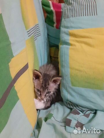 Кошка в дар