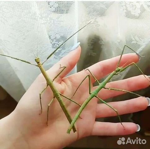 Аннамский палочник