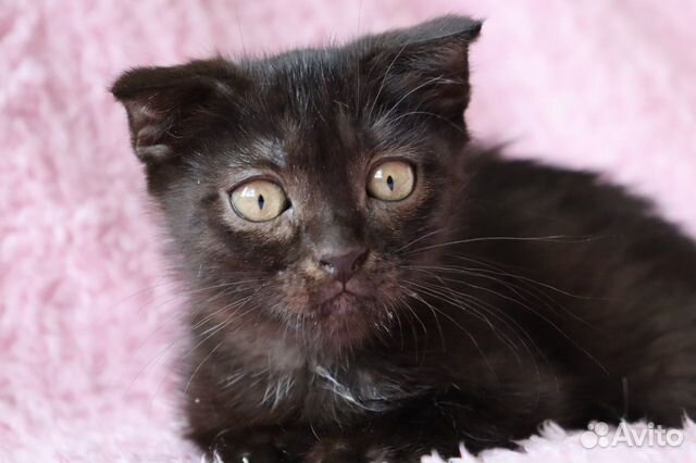 Котенок Венди ищет дом