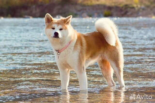 Найдена собака