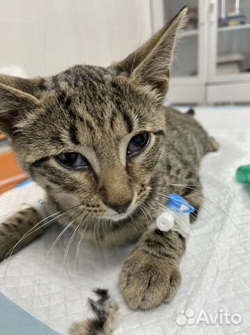 Я случайно отравился