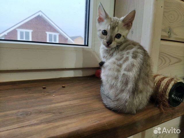 Снежный котик