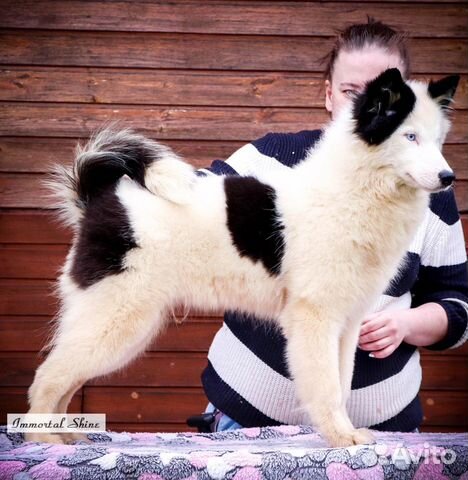 Якутская лайка