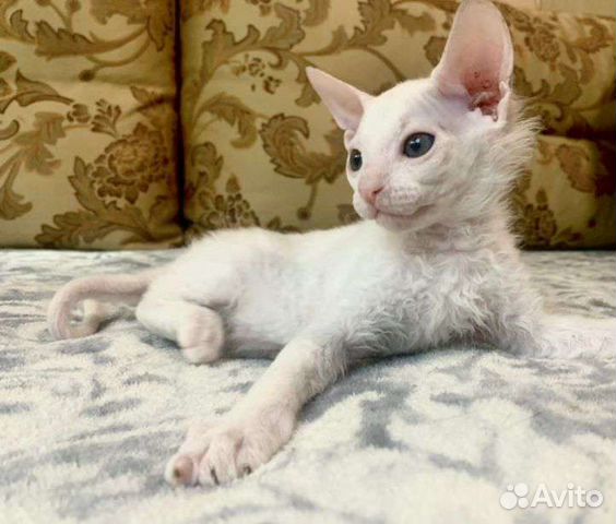 Канадский сфинкс котенок