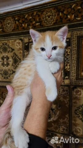 Отдам в добрые руки котенка