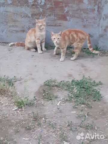 Котики-неразлучники