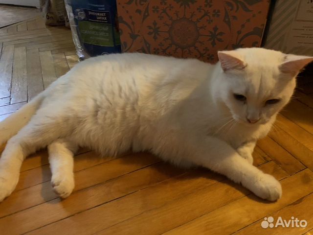 Кот Беляш ласковый в добрые руки