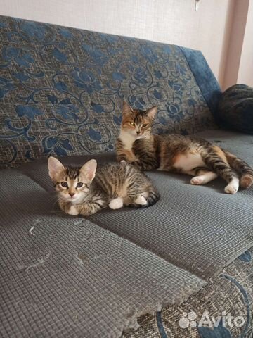 Котенок в добрые руки привезу