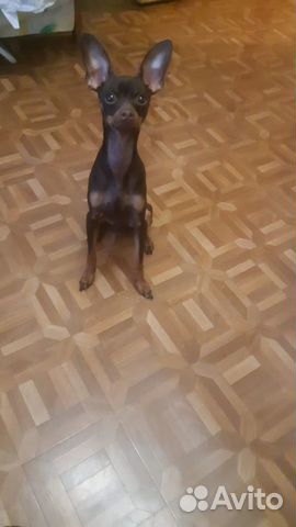 Продам собаку