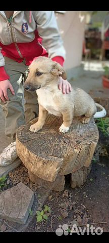 Щенок мальчик 3,5