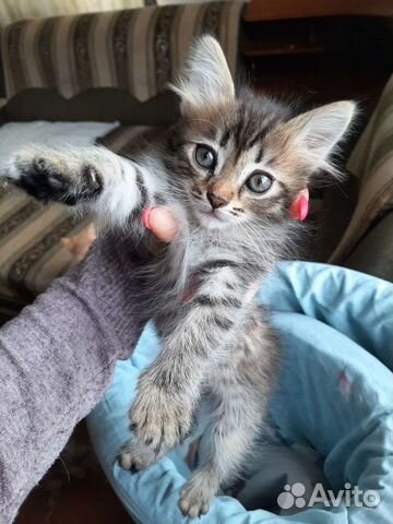 Котёнок в добрые руки