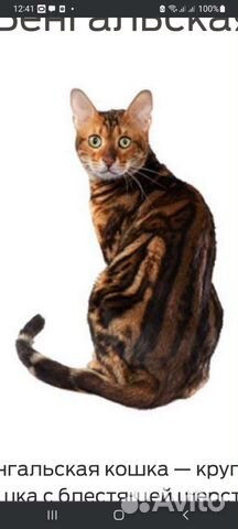 Бенгальская кошка бесплатно