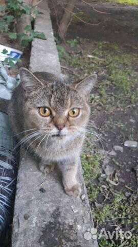Шотландка в дар