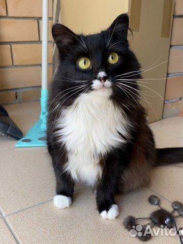 Кошечке нужен дом