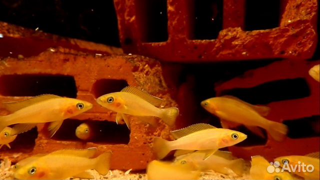 Лампрологус Лелеупи