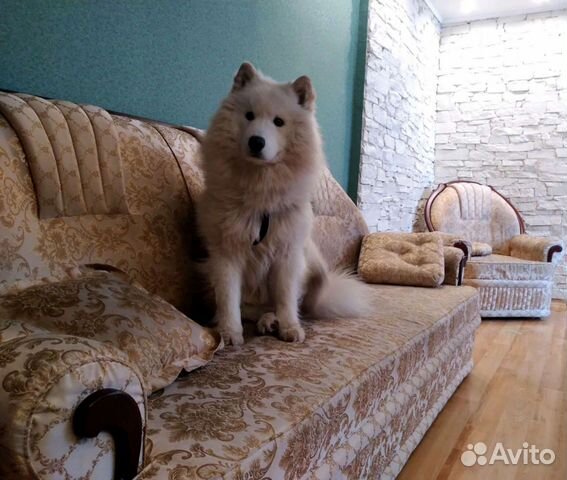 Случка Самоед