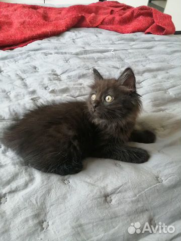 Шоколадный британский котенок бесплатно