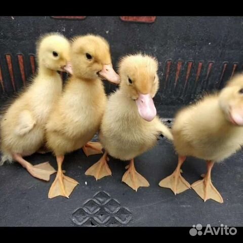 Утята Агидель
